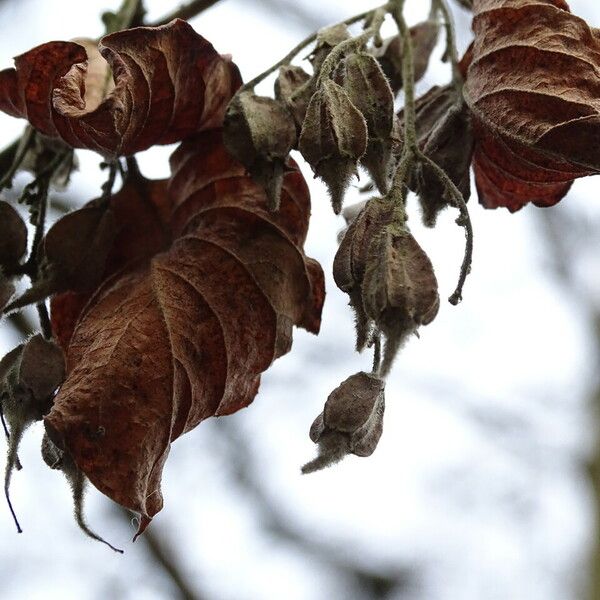 Little Epaulettetree (Pterostyrax Corymbosus) Plant Care & How to Grow ...