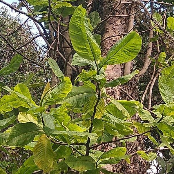 Pterygota Brasiliensis Plant Care & How to Grow, Water