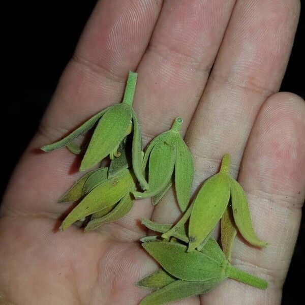 Pterygota Excelsa Plant Care & How to Grow, Water