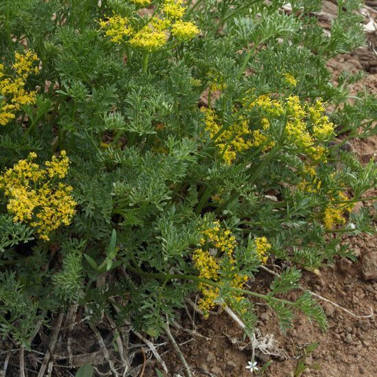 Northern Indian Parsnip (Pteryxia Terebinthina) Care Guide: Water, Soil ...
