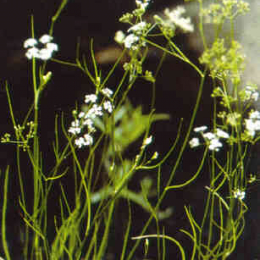 Harperella (Ptilimnium Nodosum) Care Guide: Water, Soil & Propagation ...