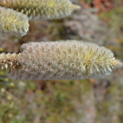 Yellow Tails (Ptilotus Nobilis) Care Guide: Water, Soil & Propagation ...