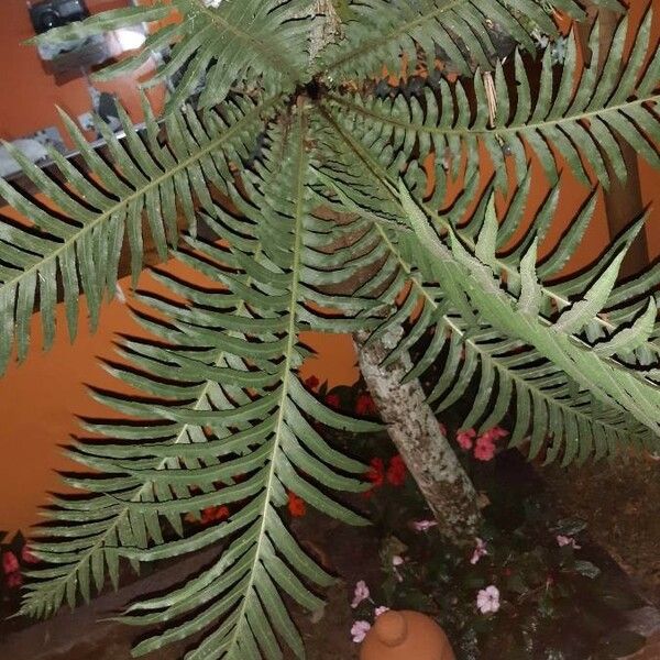 Ptisana Attenuata Plant Care & How to Grow, Water