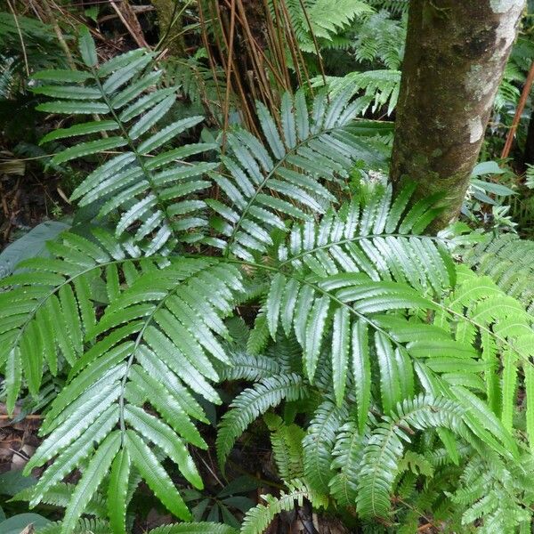 Pitted Potato Fern (Ptisana Fraxinea) Plant Care & How to Grow, Water