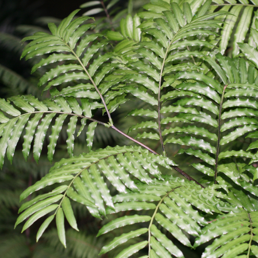 King Fern (Ptisana Salicina) Plant Care & How to Grow, Water
