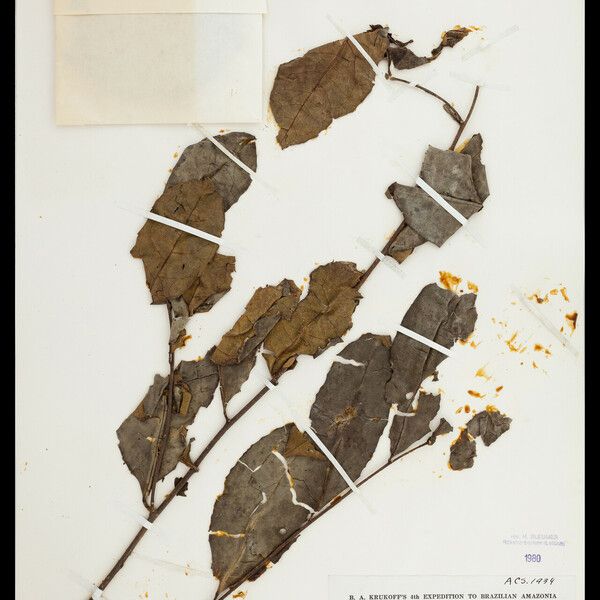 Ptychopetalum Uncinatum Plant Care & How to Grow, Water