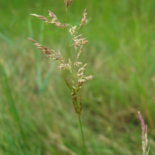 European Alkali Grass (Puccinellia Distans) Plant Care & How to Grow, Water