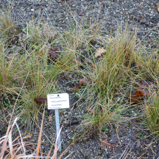 Puccinellia Festuciformis Care Guide: Water, Soil & Propagation - Plantiary