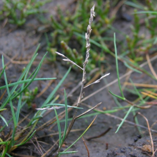 Common Saltmarsh Grass (Puccinellia Maritima) Plant Care & How to Grow ...