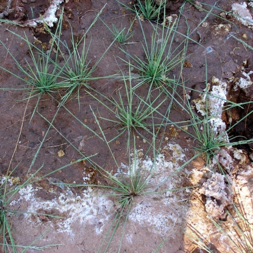 Parish's Alkali Grass (Puccinellia Parishii) Care Guide: Water, Soil ...