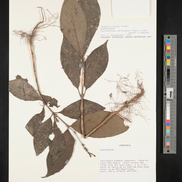 Pulchranthus Variegatus Care Guide: Water, Soil & Propagation - Plantiary