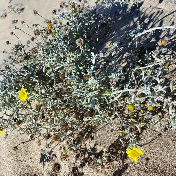 Pulicaria Burchardii Plant Care & How to Grow, Water