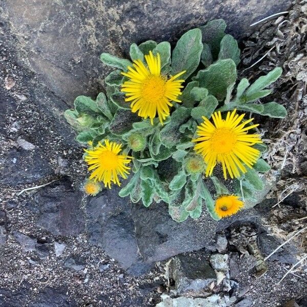 Pulicaria Canariensis Plant Care & How to Grow, Water