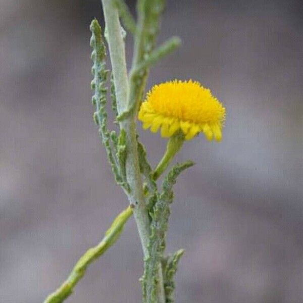 Pulicaria Crispa Care Guide: Water, Soil & Propagation - Plantiary
