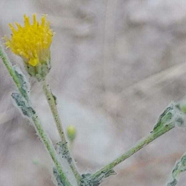 Pulicaria Gnaphalodes Plant Care & How to Grow, Water