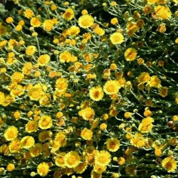 Wild Tea (Pulicaria Incisa) Plant Care & How to Grow, Water