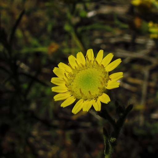 Spanish False Fleabane (Pulicaria Paludosa) Care Guide: Water, Soil ...