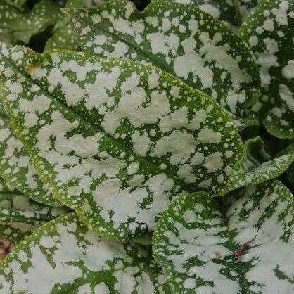 Lungwort (Pulmonaria Affinis) Plant Care & How to Grow, Water