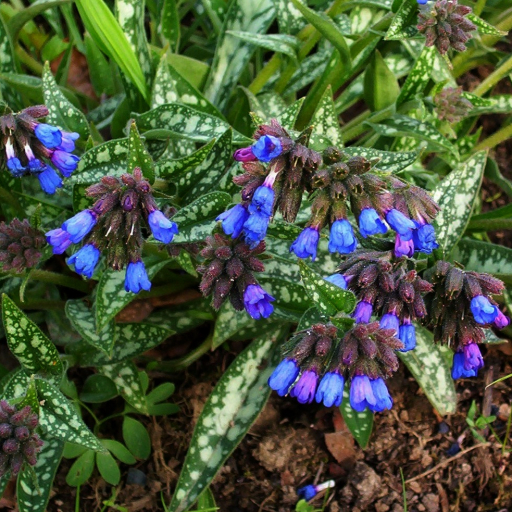 Narrow-leaved Lungwort (Pulmonaria Longifolia) Plant Care & How to Grow ...