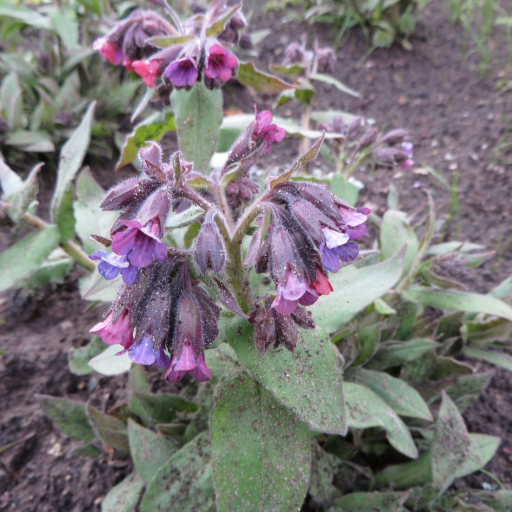 Sticky Lungwort (Pulmonaria Mollis) Plant Care & How to Grow, Water