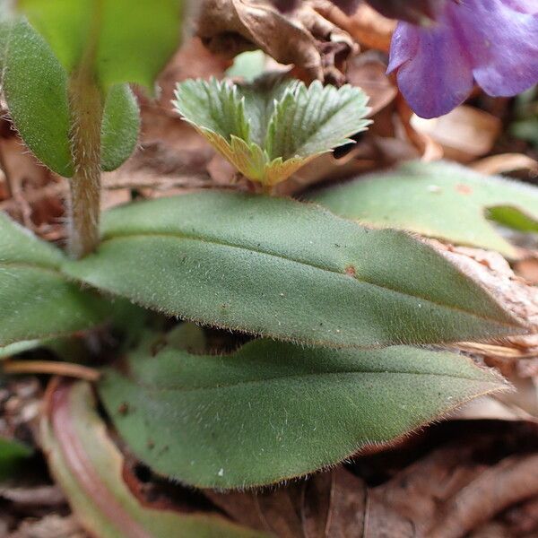 Mountain Lungwort (Pulmonaria Montana) Plant Care & How to Grow, Water