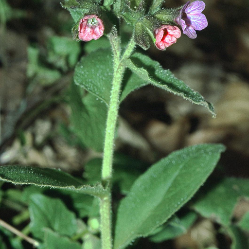 Suffolk Lungwort (Pulmonaria Obscura) Plant Care & How to Grow, Water
