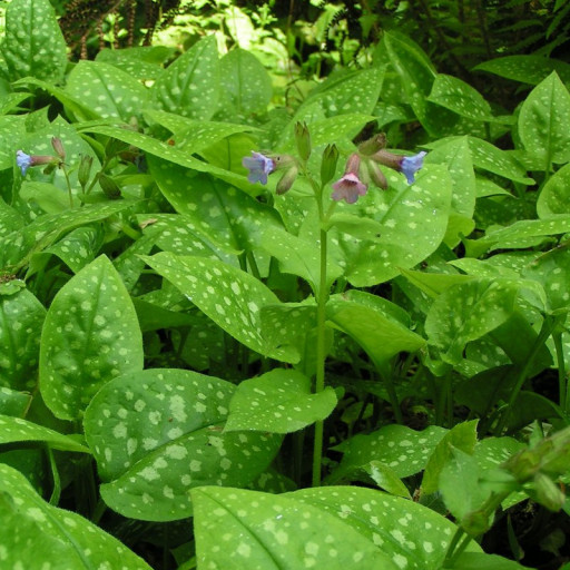 Lungwort (Pulmonaria Officinalis) Plant Care & How to Grow, Water