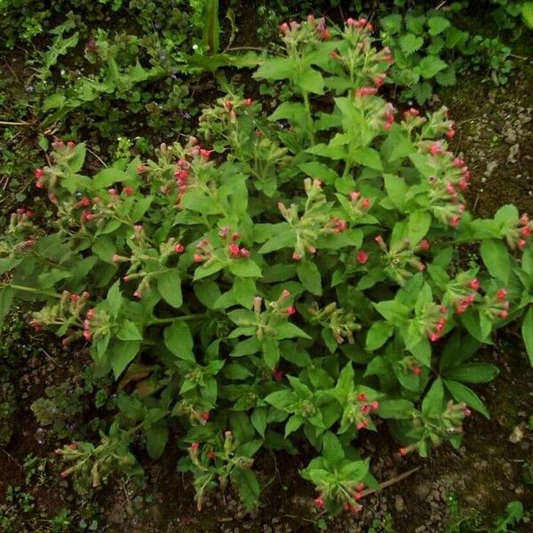 Red Lungwort (Pulmonaria Rubra) Plant Care & How to Grow, Water