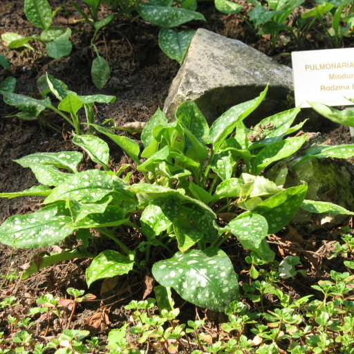 Bethlehem Lungwort (Pulmonaria Saccharata) Plant Care & How to Grow, Water