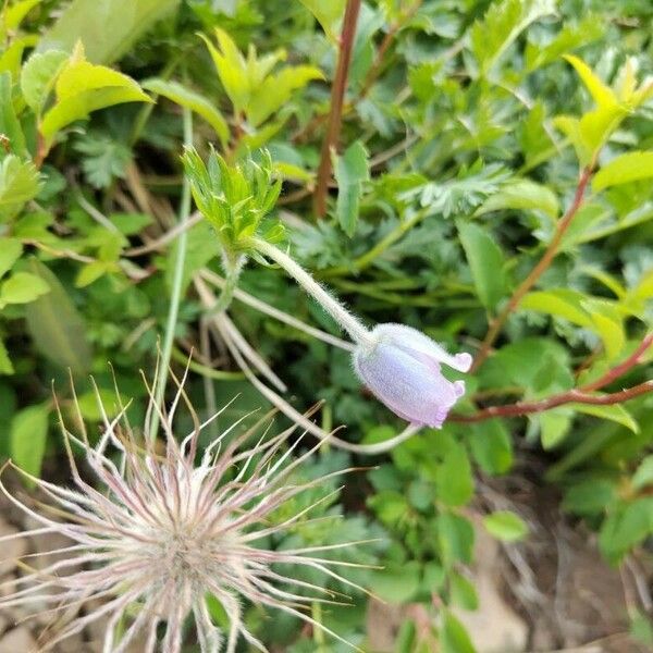 Dahurian Pasque-Flower (Pulsatilla Dahurica) Care Guide: Water, Soil ...
