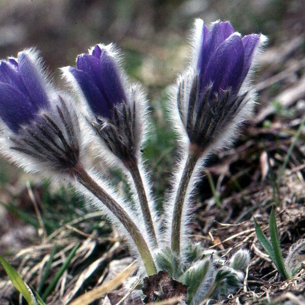 Haller's Pasqueflower (Pulsatilla Halleri) Care Guide: Water, Soil ...