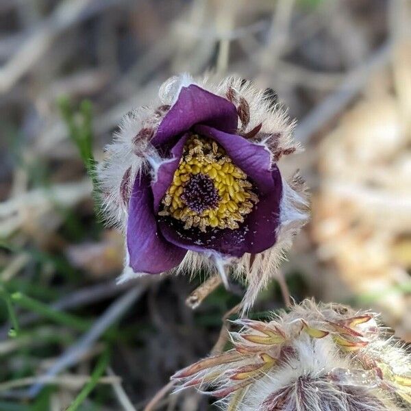 Mountain Anemone (Pulsatilla Montana) Plant Care & How to Grow, Water
