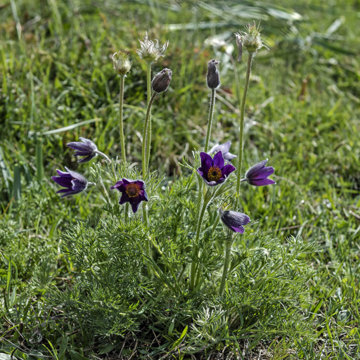 Red Pasqueflower (Pulsatilla Rubra) Care Guide: Water, Soil ...