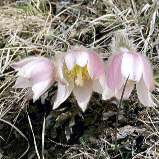 Spring Pasque-Flower (Pulsatilla Vernalis) Plant Care & How to Grow, Water