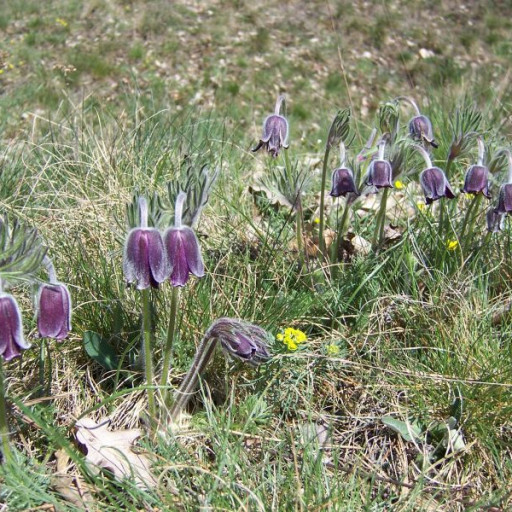 Pasque Flower (Pulsatilla Vulgaris) Care Guide: Water, Soil ...