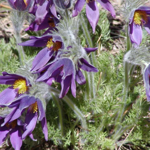 Pasque Flowers (Pulsatilla) Care Guide: Water, Soil & Propagation ...