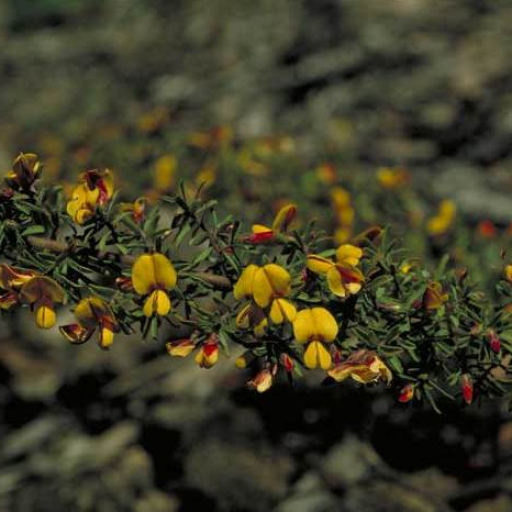 Rusty Bush-Pea (Pultenaea Hispidula) Plant Care & How to Grow, Water