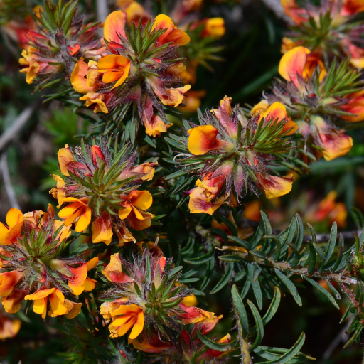 Dwarf Bush-Pea (Pultenaea Humilis) Care Guide: Water, Soil ...