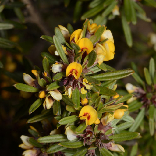 Pultenaea Petiolaris Plant Care & How to Grow, Water