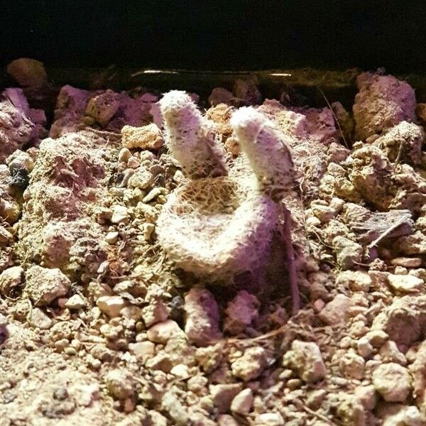 Puna Clavarioides Plant Care & How to Grow, Water