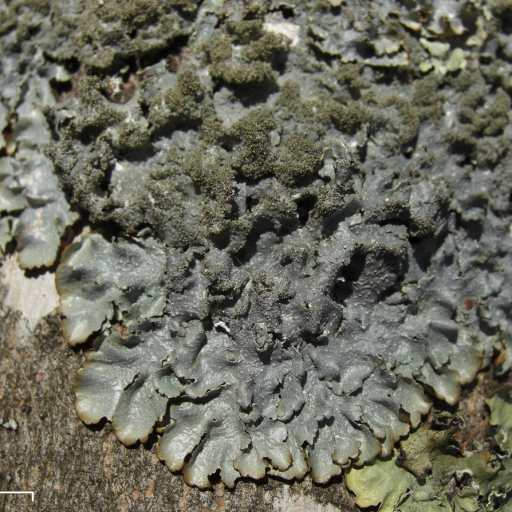 Punctelia Rudecta Plant Care & How to Grow, Water