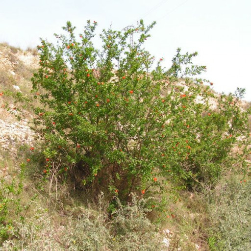 Pomegranate (Punica Granatum) Plant Care & How to Grow, Water