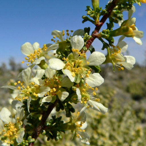 Montanoa Tomentosa Plant Care & How to Grow, Water