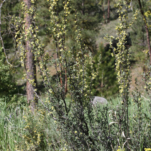 Antelope Bitterbrush (Purshia Tridentata) Plant Care & How to Grow, Water