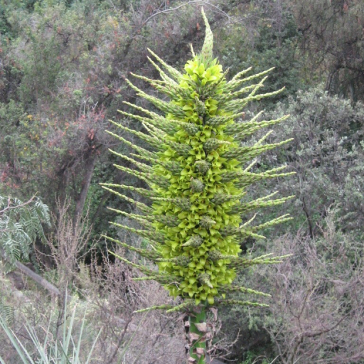 Yellow Flowered Chagual (Puya Chilensis) Plant Care & How to Grow, Water