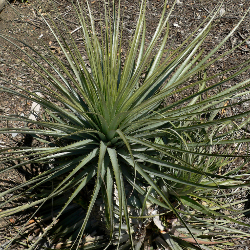 Blue Puya (Puya Coerulea) Plant Care & How to Grow, Water