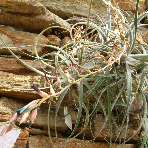 Puya Laxa Care Guide: Water, Soil & Propagation - Plantiary