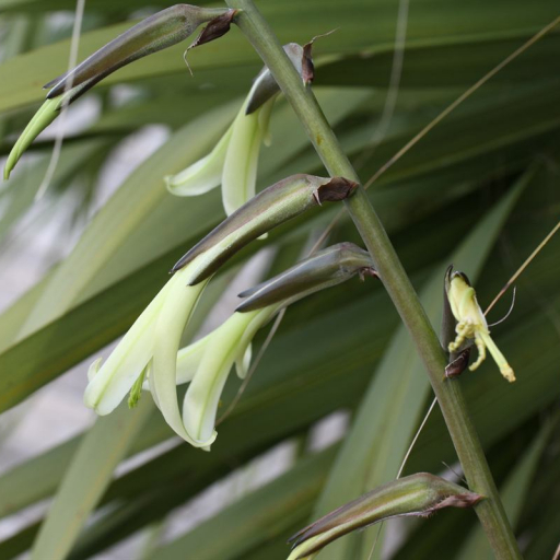 Puya (Puya Mirabilis) Plant Care & How to Grow, Water