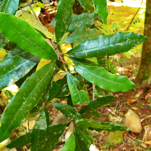 Pycnandra Acuminata Plant Care & How to Grow, Water