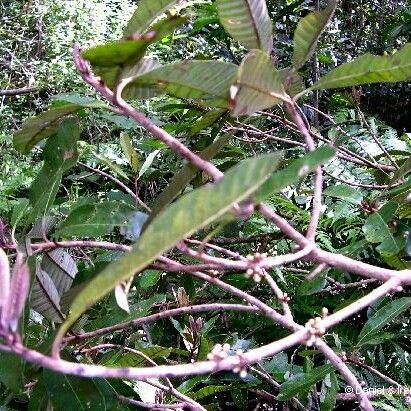 Pycnandra Balansae Plant Care & How to Grow, Water